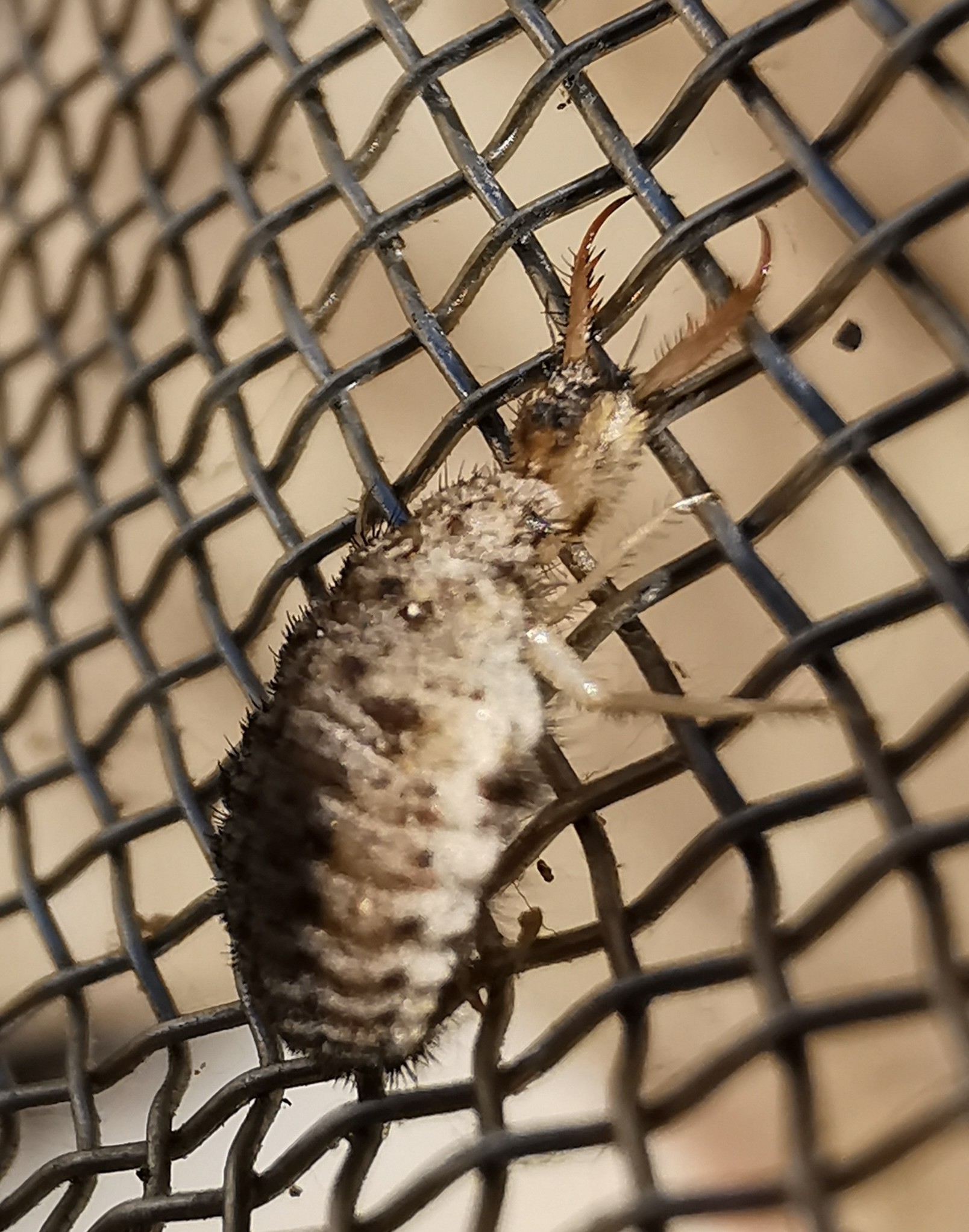 Myrmeleon inconspicuus Rambur, 1842