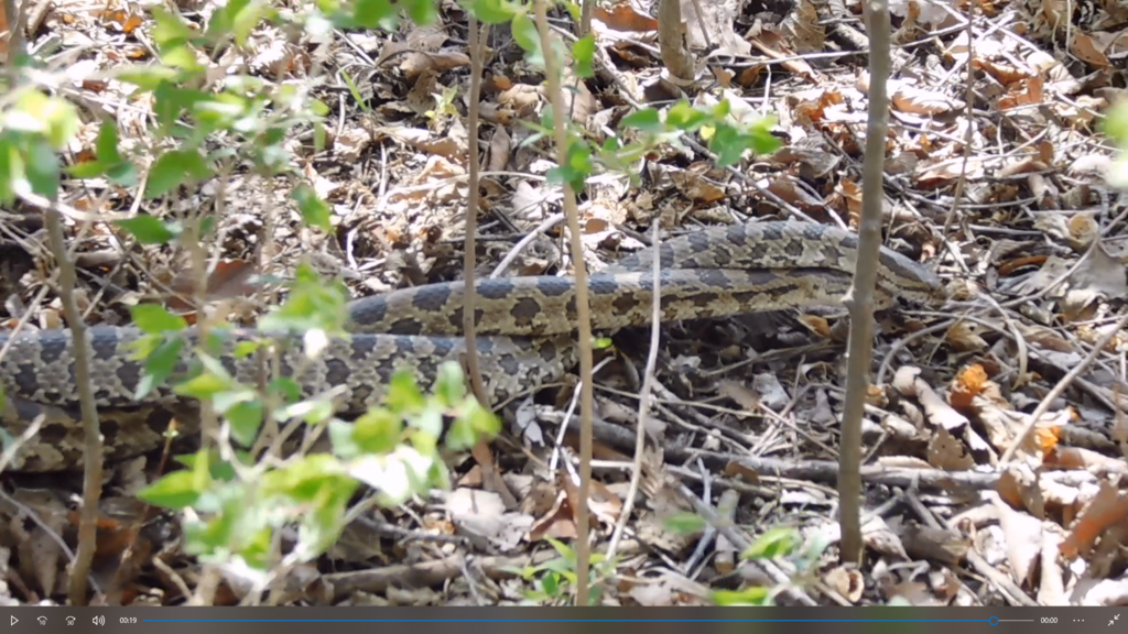 Prairie Kingsnake from Chisholm Creek, Wichita, KS, USA on April 12 ...