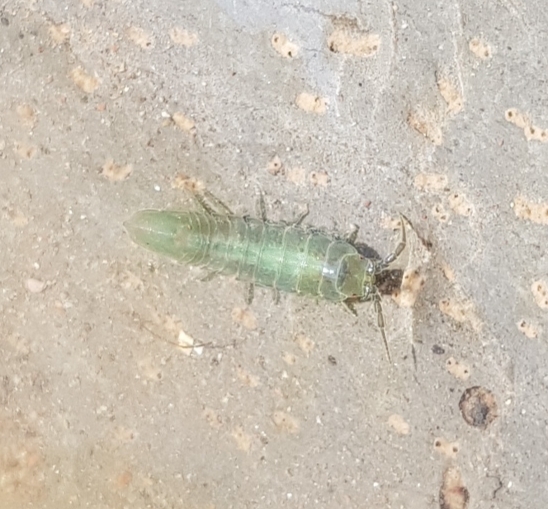 Idotea granulosa Rathke, 1843