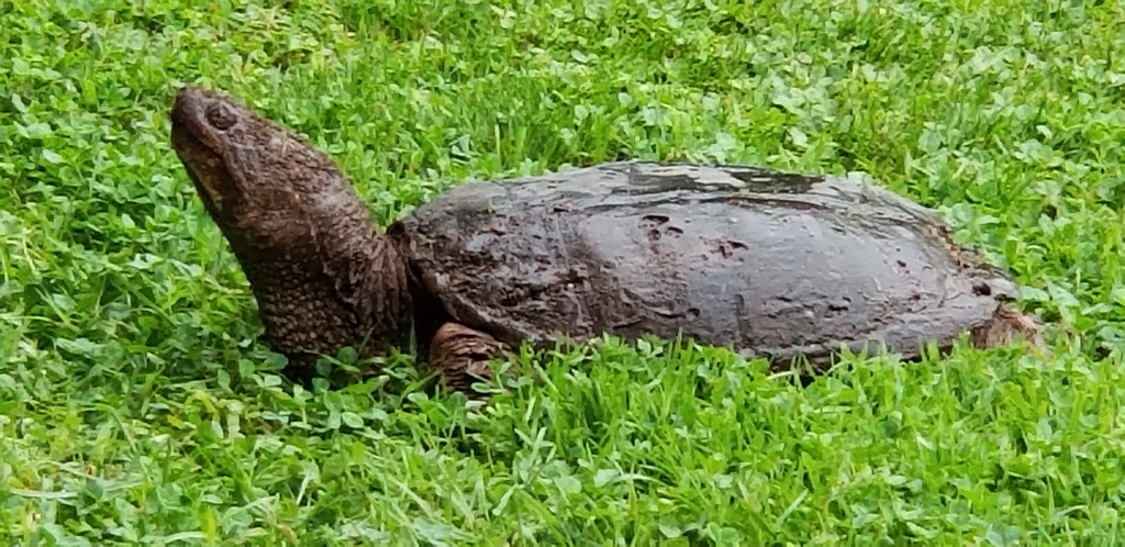 Common Snapping Turtle from 1306 Bath Rd, Bristol, PA 19007, USA on ...