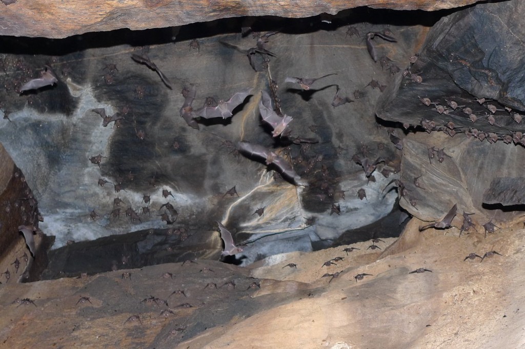 African sheath-tailed bat (Bats of Ivory Coast) · iNaturalist