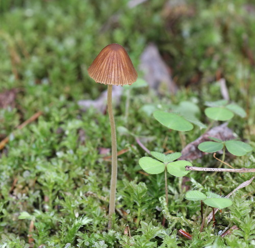 Conocybe filipes · iNaturalist