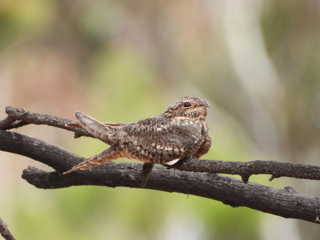 Lesser Nighthawk from Flor Bosque 2, Pue., México on April 13, 2022 at ...