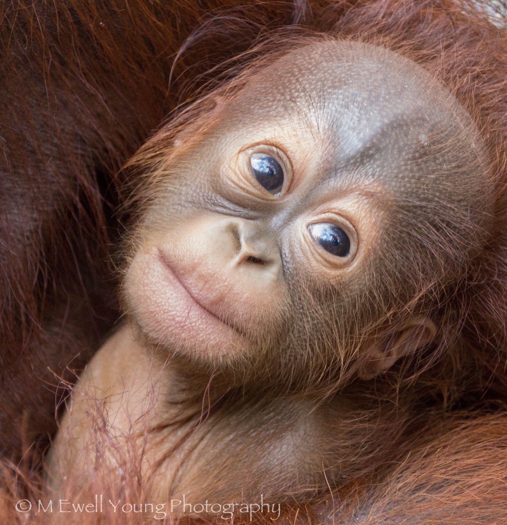 Orangutans (Ponginae) - Know Your Mammals