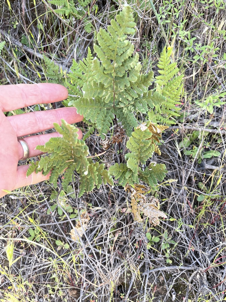 San Diego Silverback Fern from Conservation Fund, San Diego, California ...