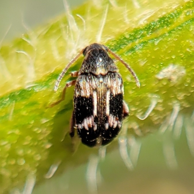Cowpea Weevil from Fresno, CA 93725, USA on April 18, 2022 at 02:57 PM ...