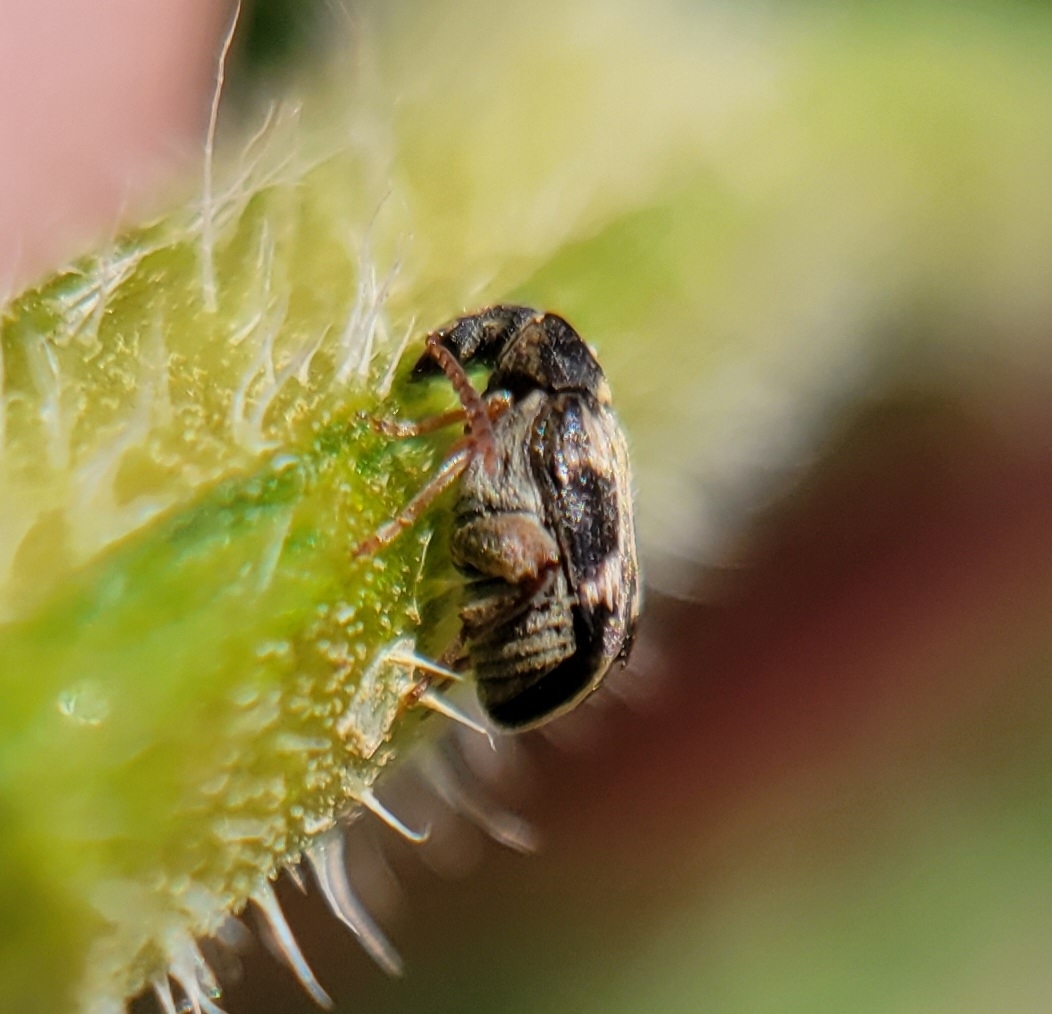 Callosobruchus maculatus (Fabricius, 1775)