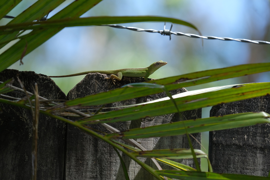 Hispaniolan Green Anole from Southwest, West Palm Beach, FL 33405, USA on April 18, 2022 at 01: ...