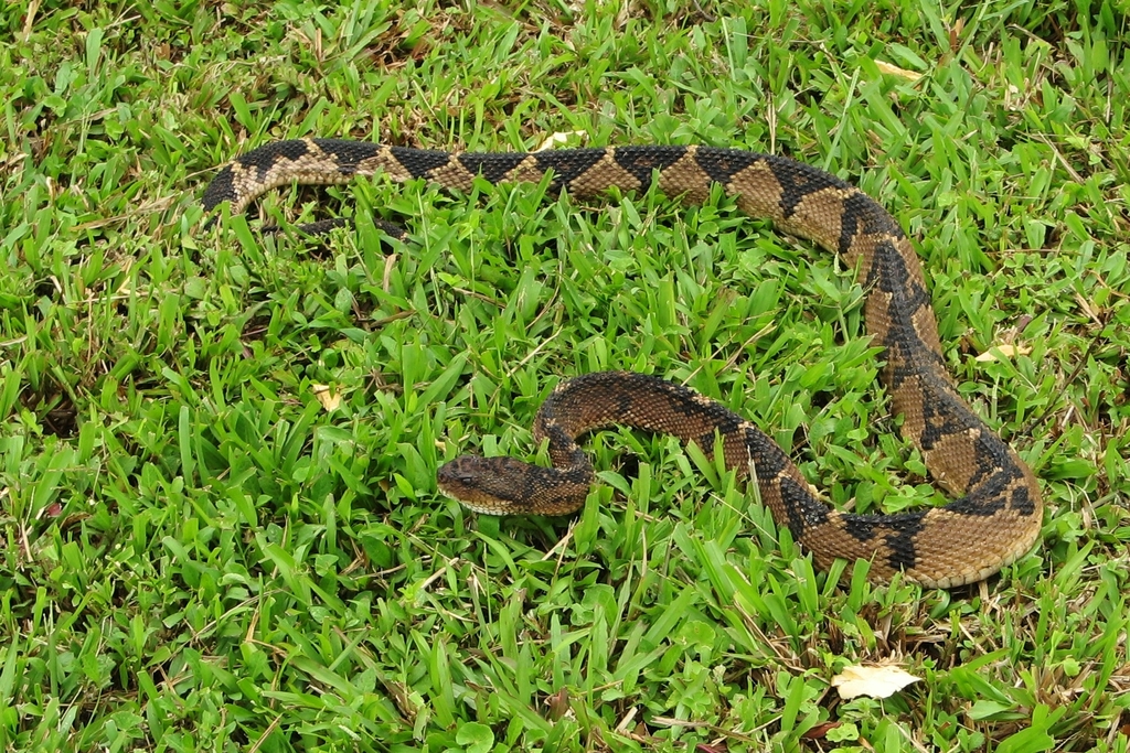 South American Bushmaster in September 2006 by Dwain Holmes · iNaturalist