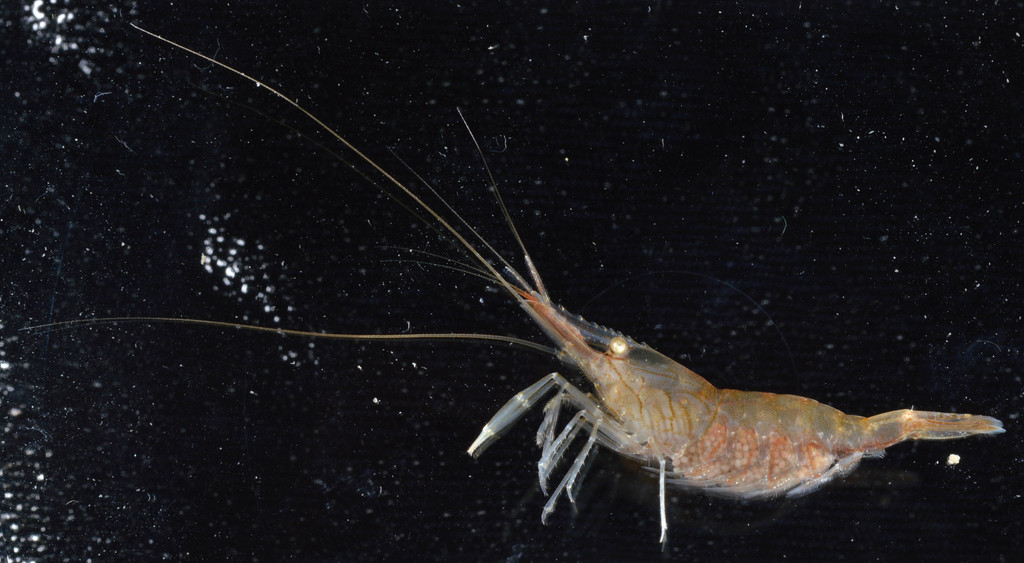 Marsh Grass Shrimp Shrimp Of The Gulf Of St Lawrence Crevettes Du Golfe Du Saint Laurent