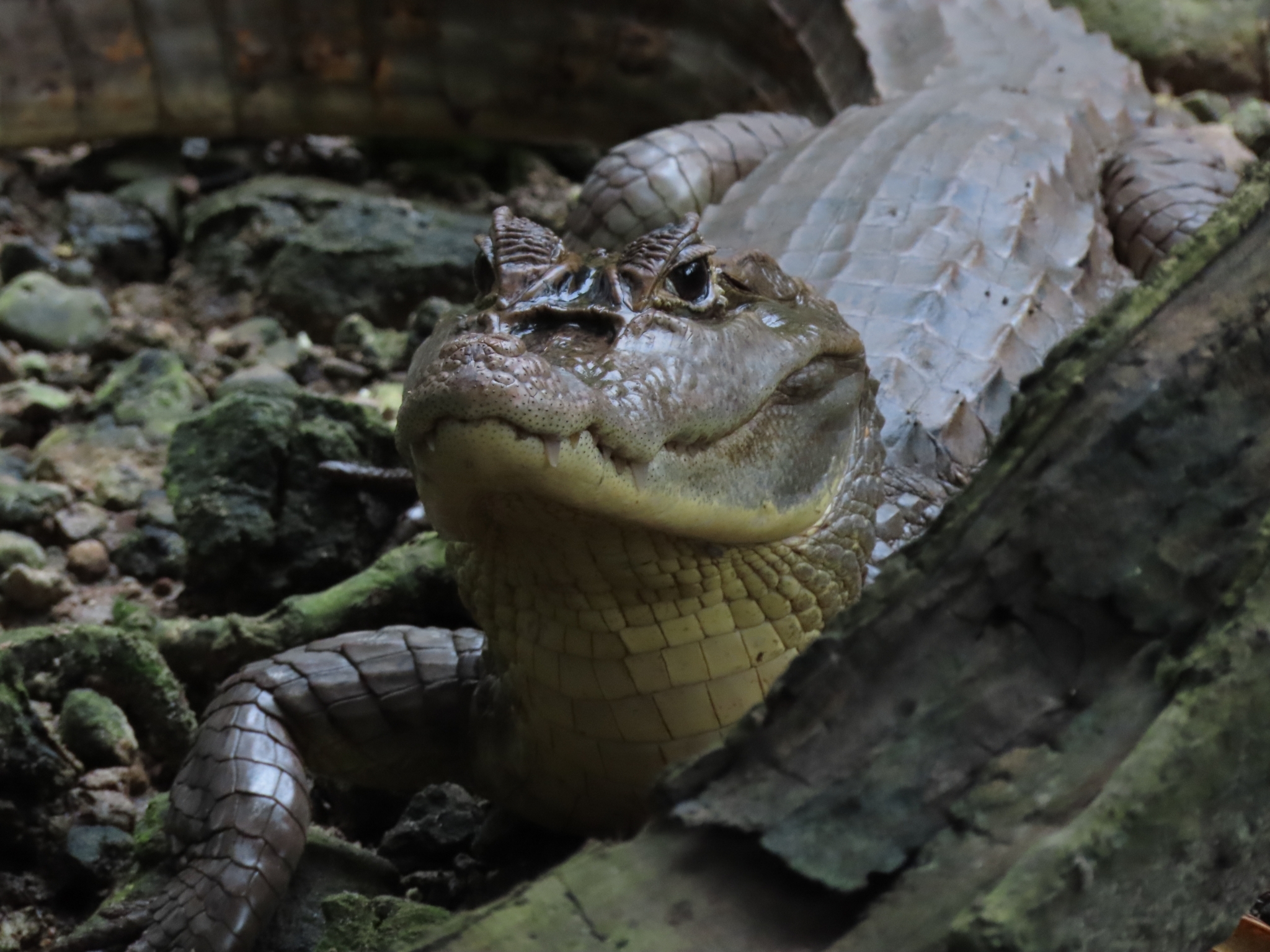 Caiman crocodilus fuscus (Cope, 1868)