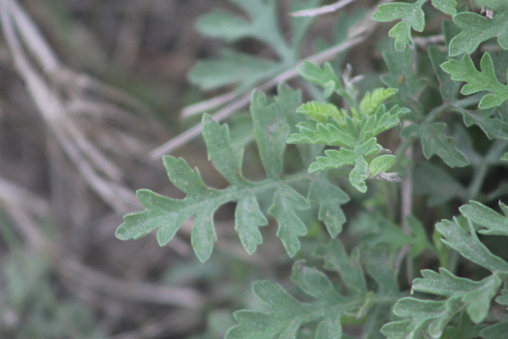 western ragweed from Bay Area, Corpus Christi, TX, USA on April 19 ...