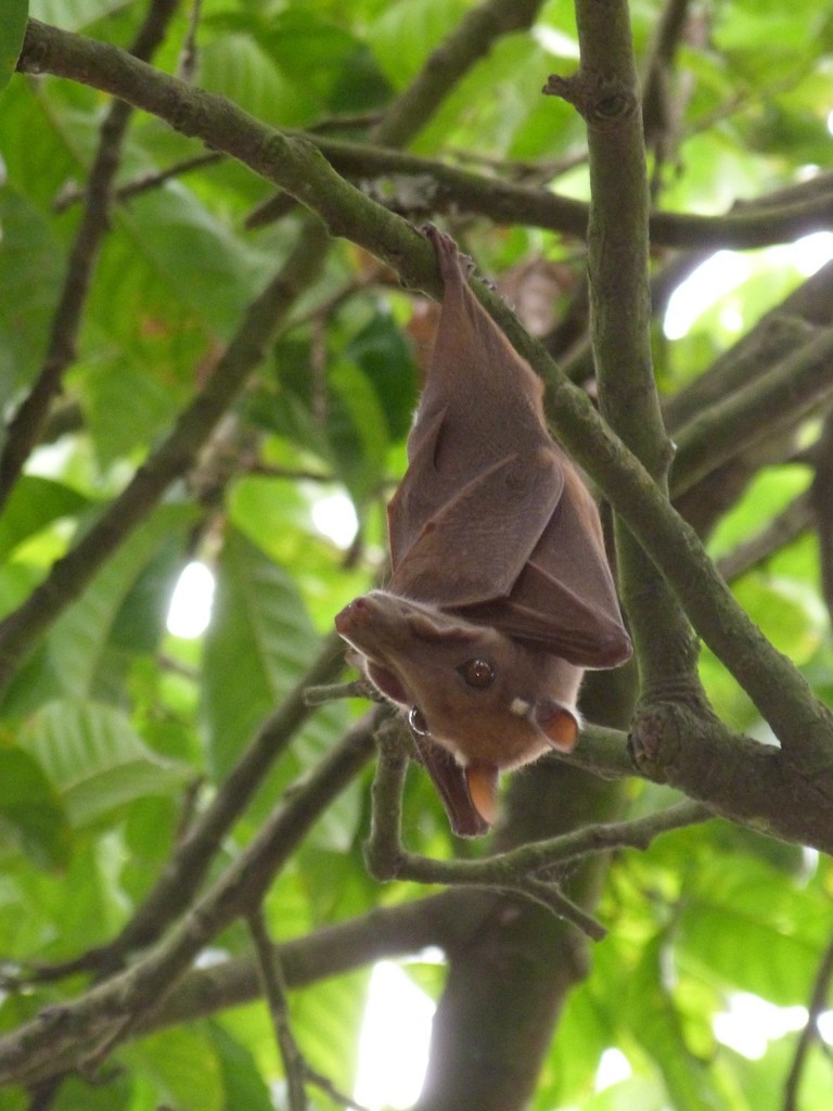 Epauletted Fruit Bats (Epomophorus) - Know Your Mammals