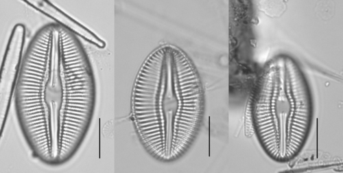 Variety Diploneis smithii dilatata · iNaturalist