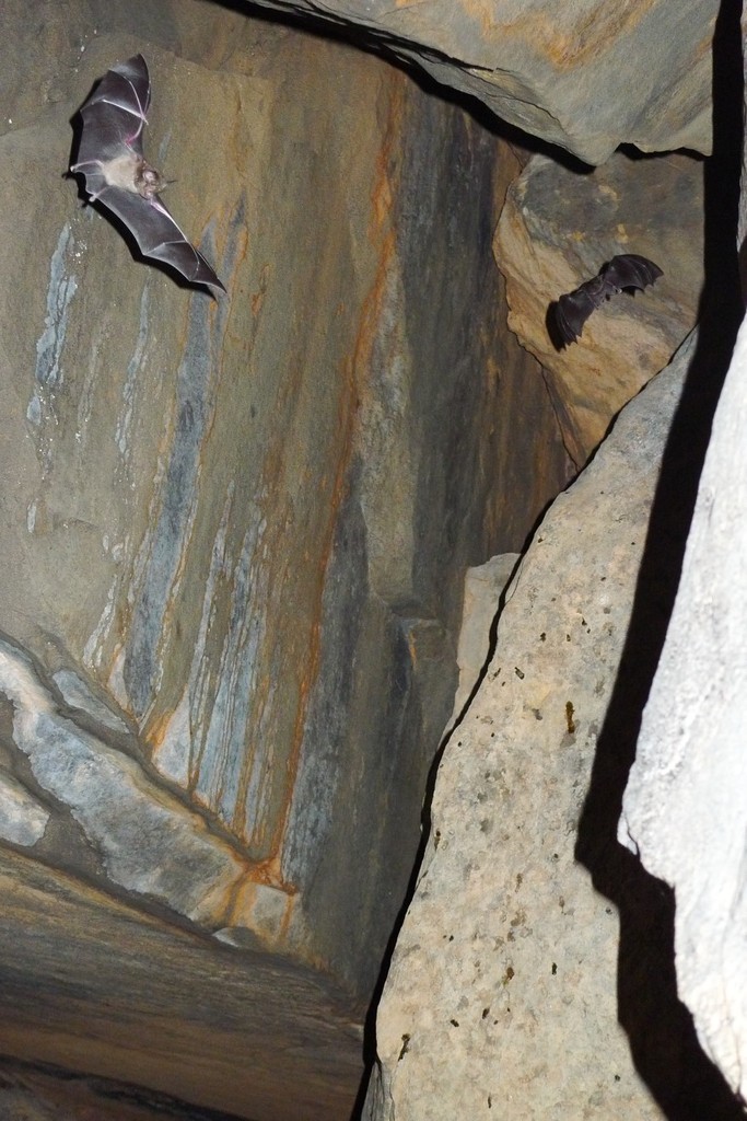 Rüppell's horseshoe bat (Bats of Guinea) · iNaturalist