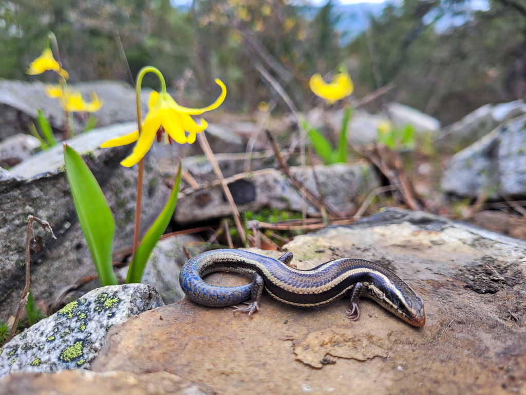 Western Skink in April 2022 by Tyson Ehlers · iNaturalist