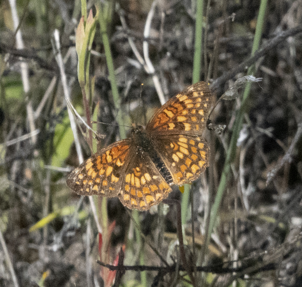 Gabb's Checkerspot from San Benito County, CA, USA on April 16, 2022 at ...