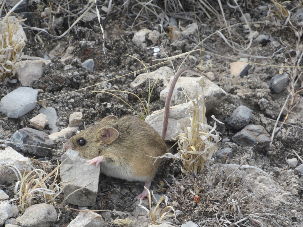 Fulvous Harvest Mouse from Saltillo, Coah., México on April 16, 2022 at ...