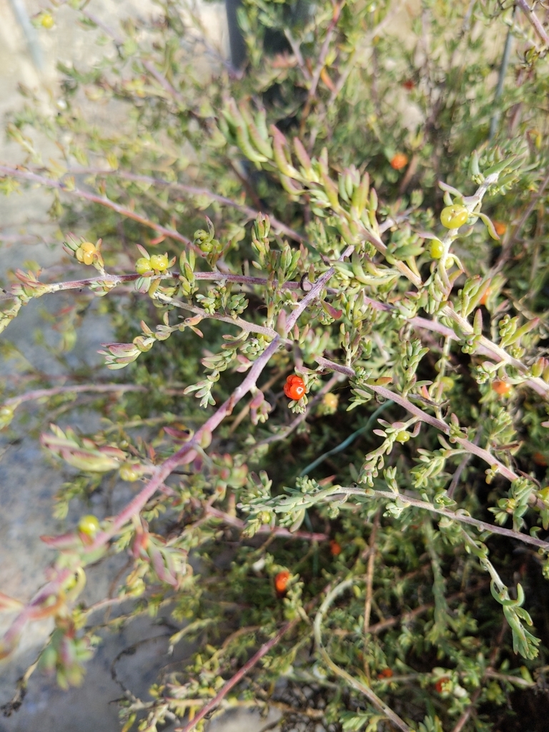 Barrier Saltbush from Aldinga Beach SA 5173, Australia on April 20 ...