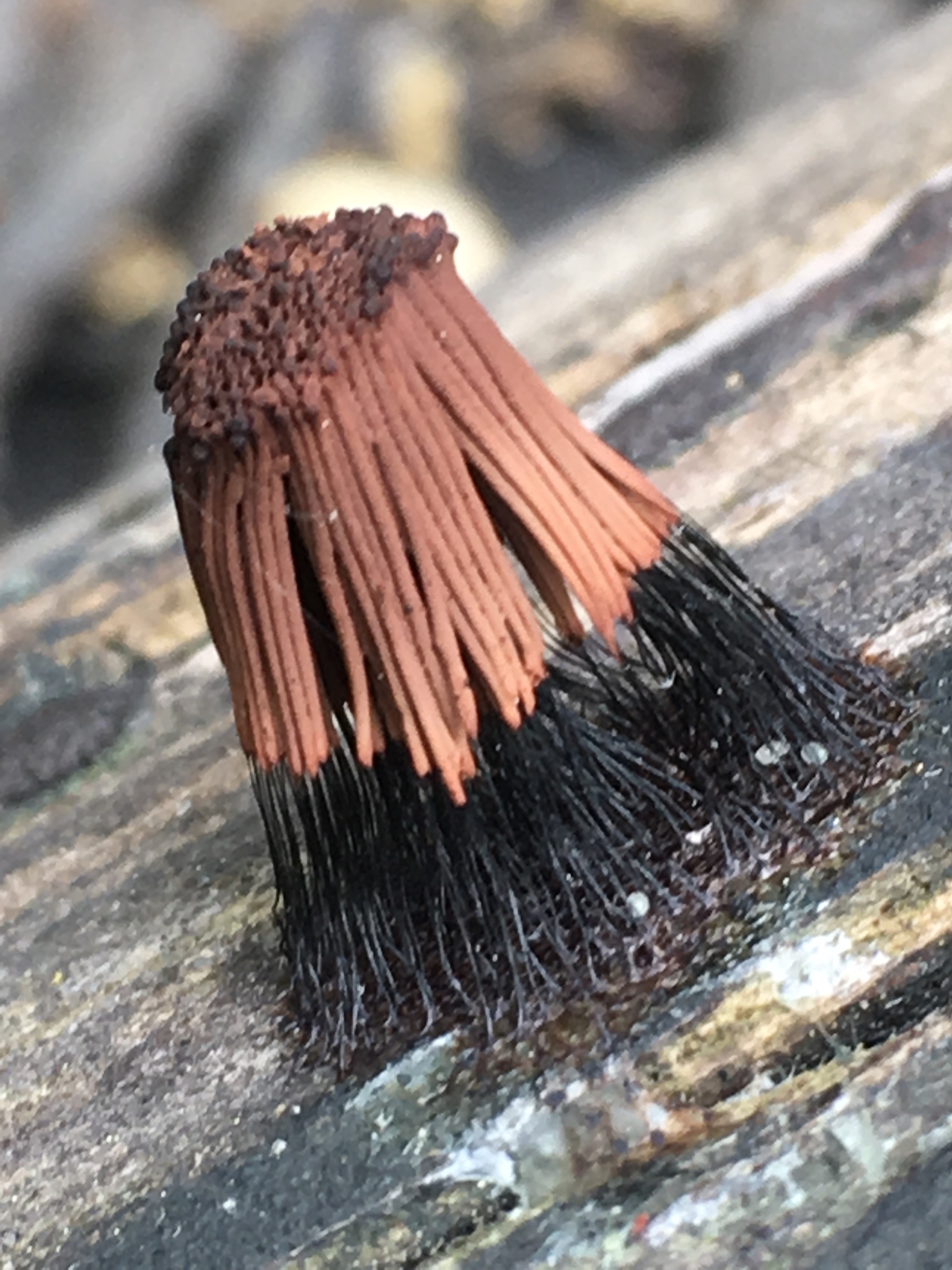 Does anyone know what this fungus is? Found on an oak stump in southern ...
