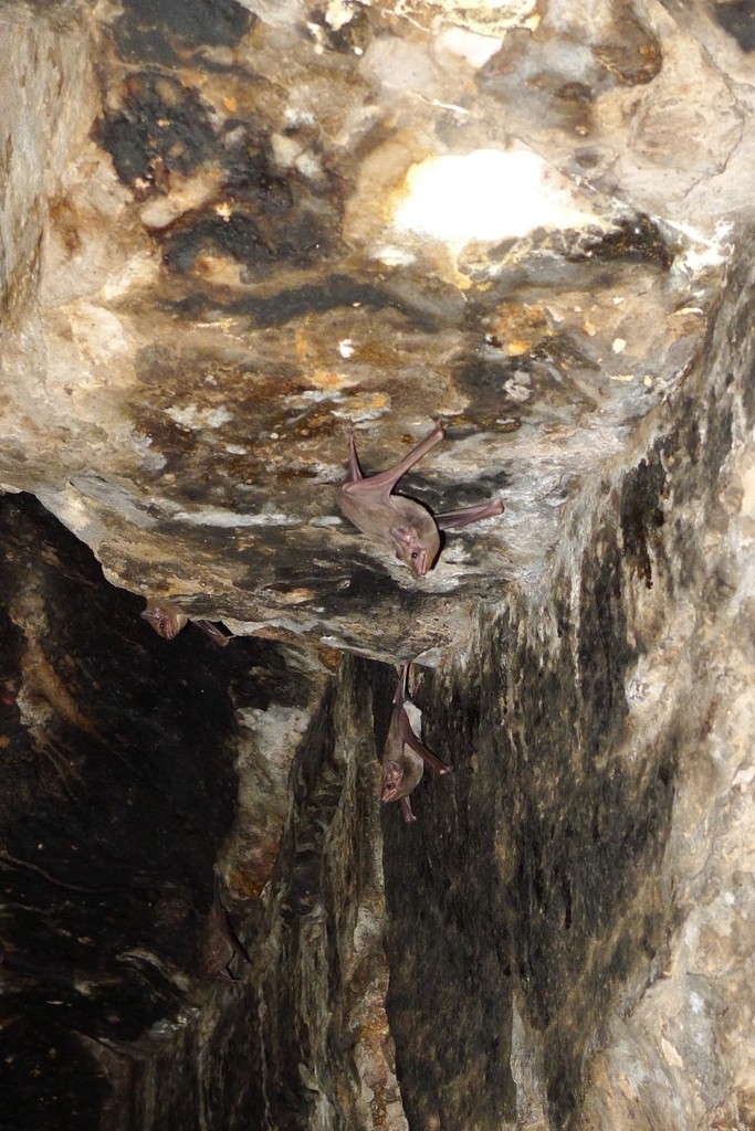 Egyptian Tomb Bat (Taphozous perforatus) - Know Your Mammals