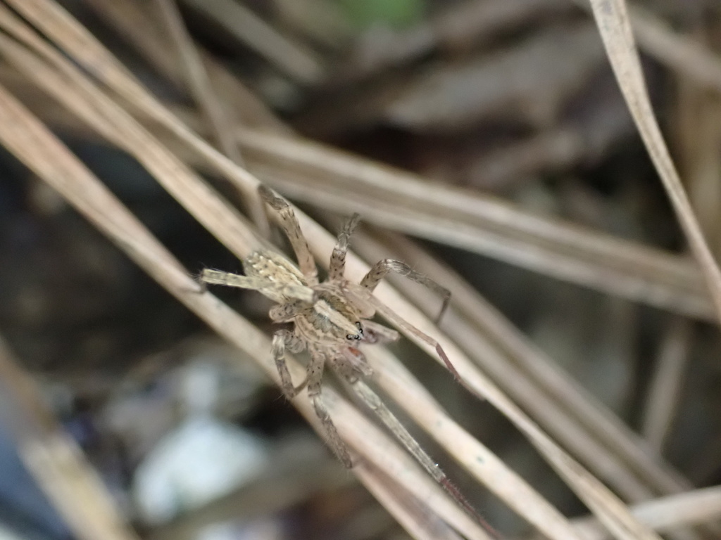 Southeastern Wandering Spider from Hosford, FL, US on March 25, 2022 at ...