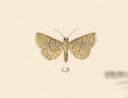 Mursa gracilis · NaturaLista Colombia