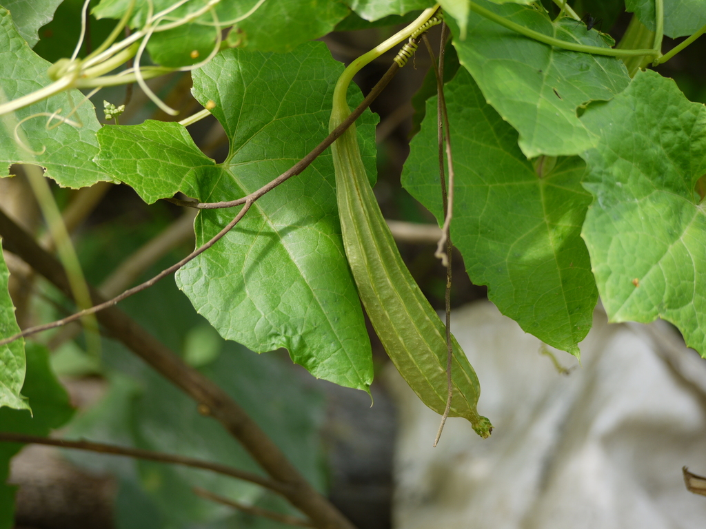 angled luffa (Luffa acutangula) - Botanical Realm
