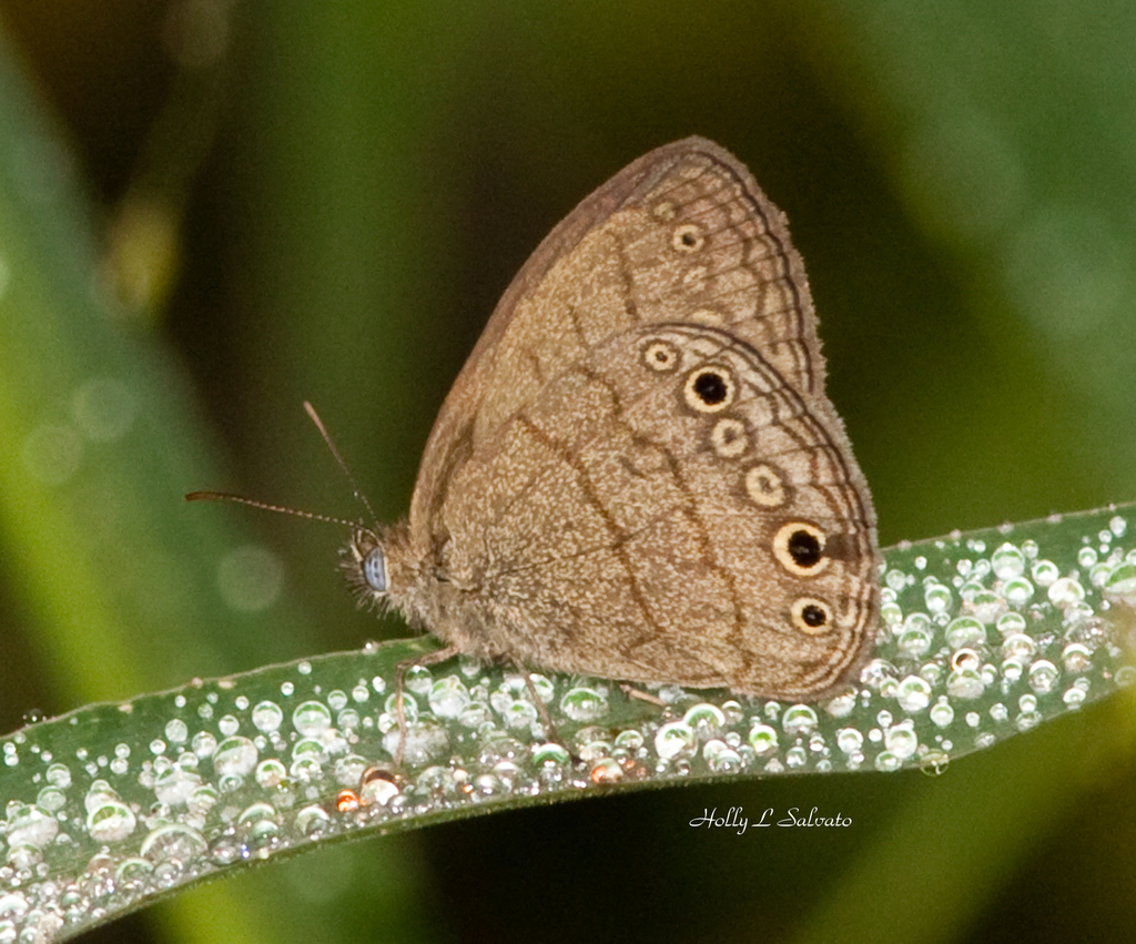 South Texas Satyr (Hermeuptychia hermybius) (Wildlife of the United ...