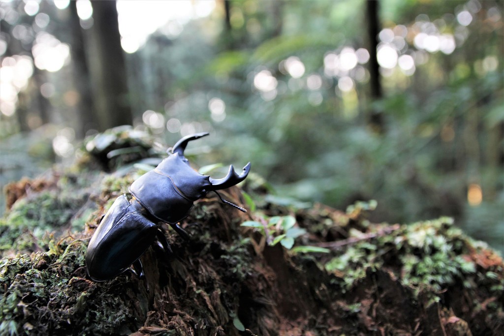 Dorcus grandis formosanus in October 2014 by TP Lan · iNaturalist