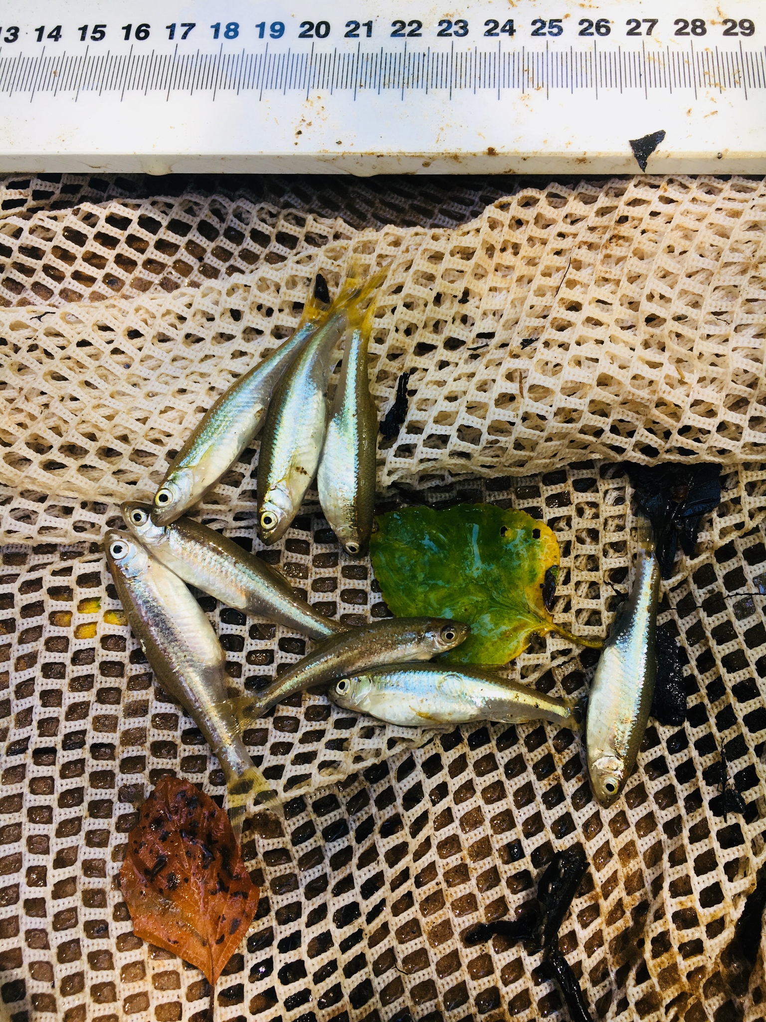 Lythrurus fumeus (Evermann, 1892)