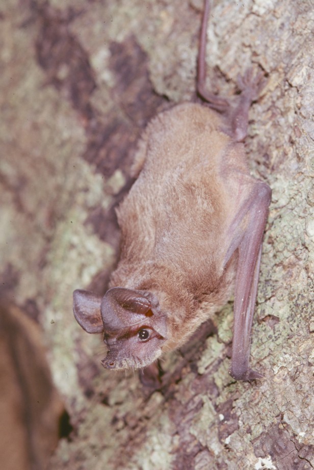 Little Free-tailed Bat (Mops pumilus) - Know Your Mammals