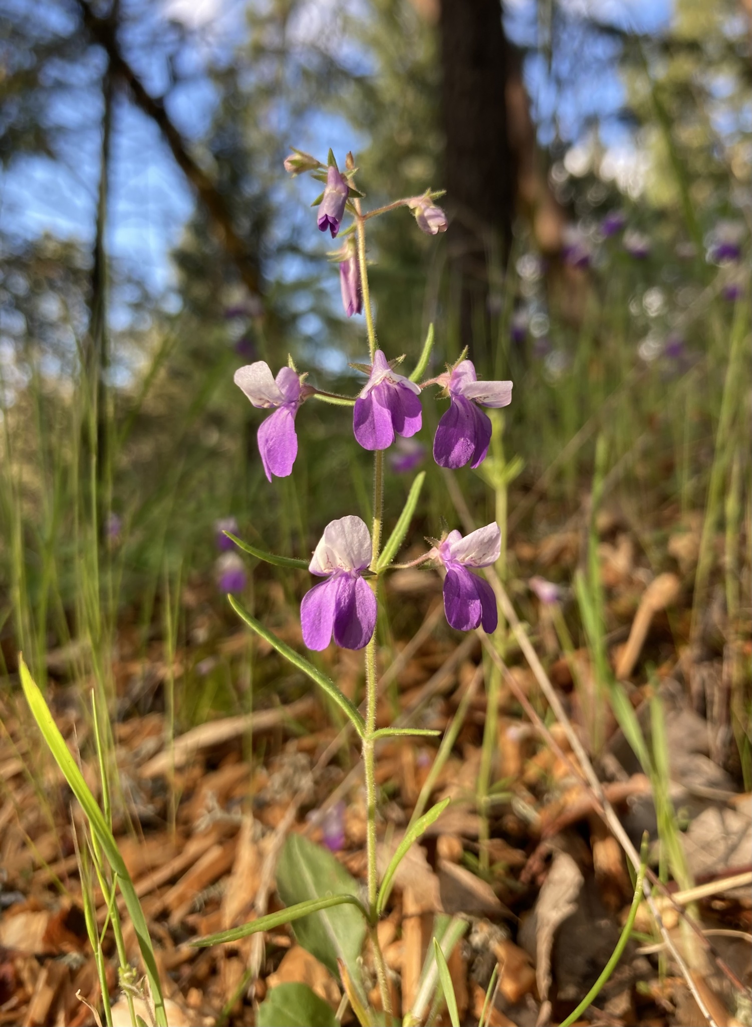 Collinsia linearis A.Gray