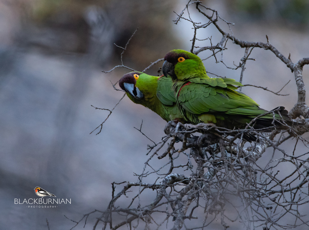 Maroon-fronted Parrot in March 2022 by Leonardo Guzmán · iNaturalist