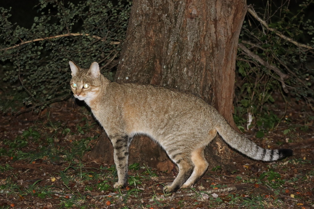 Southern African Wildcat (Felis lybica cafra) - Know Your Mammals