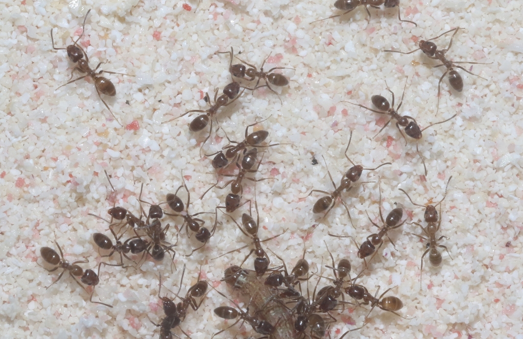 Argentine Ant from Southampton Parish, Bermuda on April 1, 2022 at 10: ...