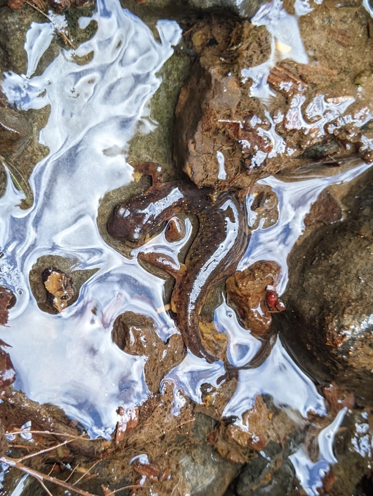 Cascade Torrent Salamander in March 2022 by Aleta Quinn · iNaturalist