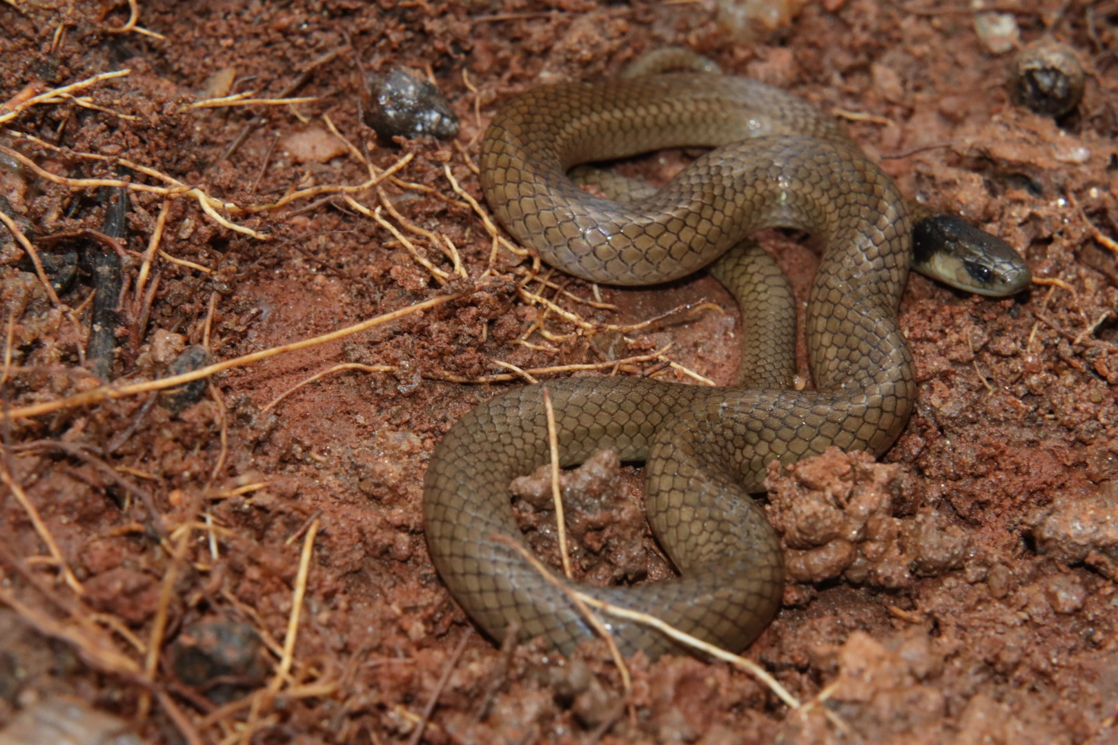Aparallactus A.Smith, 1849