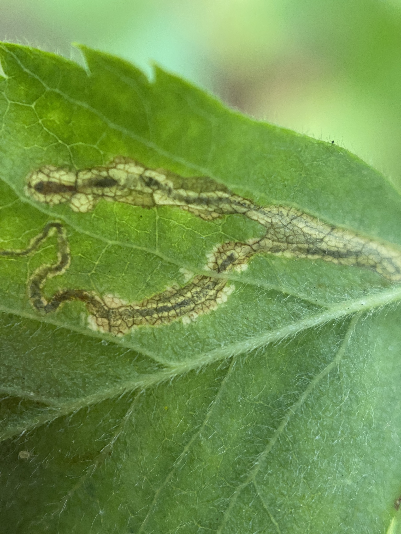 Stigmella centifoliella (Zeller, 1848) Beirne, 1945