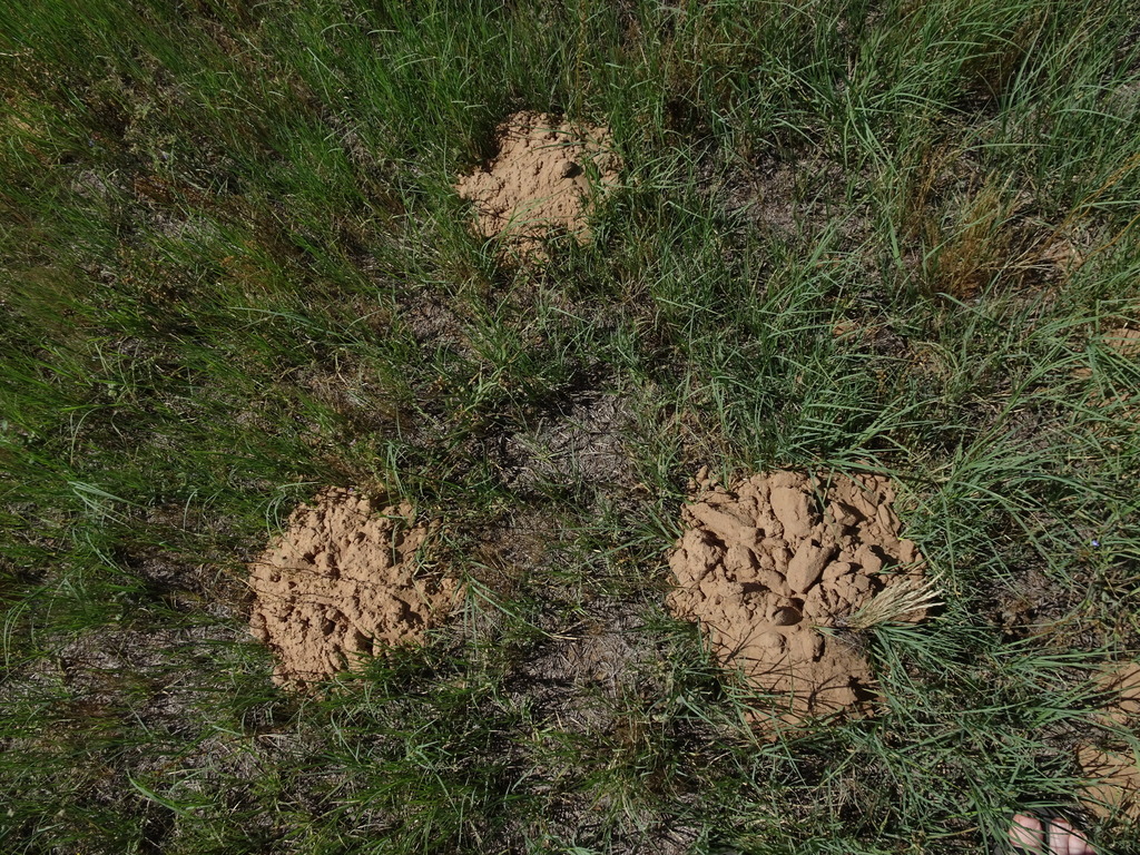 Eastern Mole from Eastland County, TX, USA on June 01, 2018 at 10:36 AM ...