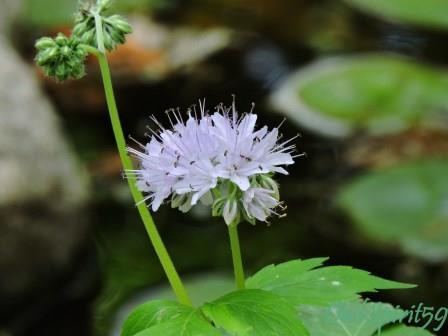 Waterleaves (Hydrophyllaceae (Waterleaf) of the Pacific Northwest ...