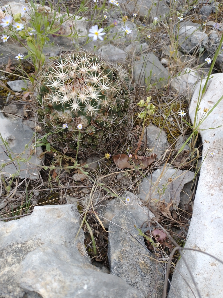Grooved nipple cactus from Leander, TX 78641, USA on April 19, 2022 at ...