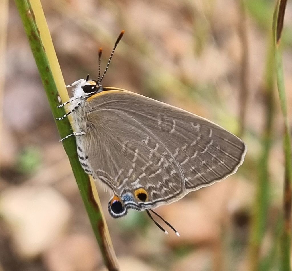 Blue-heart Playboy from J. Lazy J. Sanctuary, Lusaka Central, Lusaka ...
