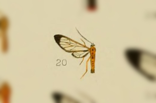 Pheia costalis · iNaturalist