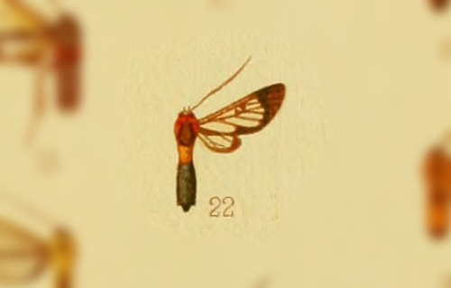 Pheia xanthozona · iNaturalist