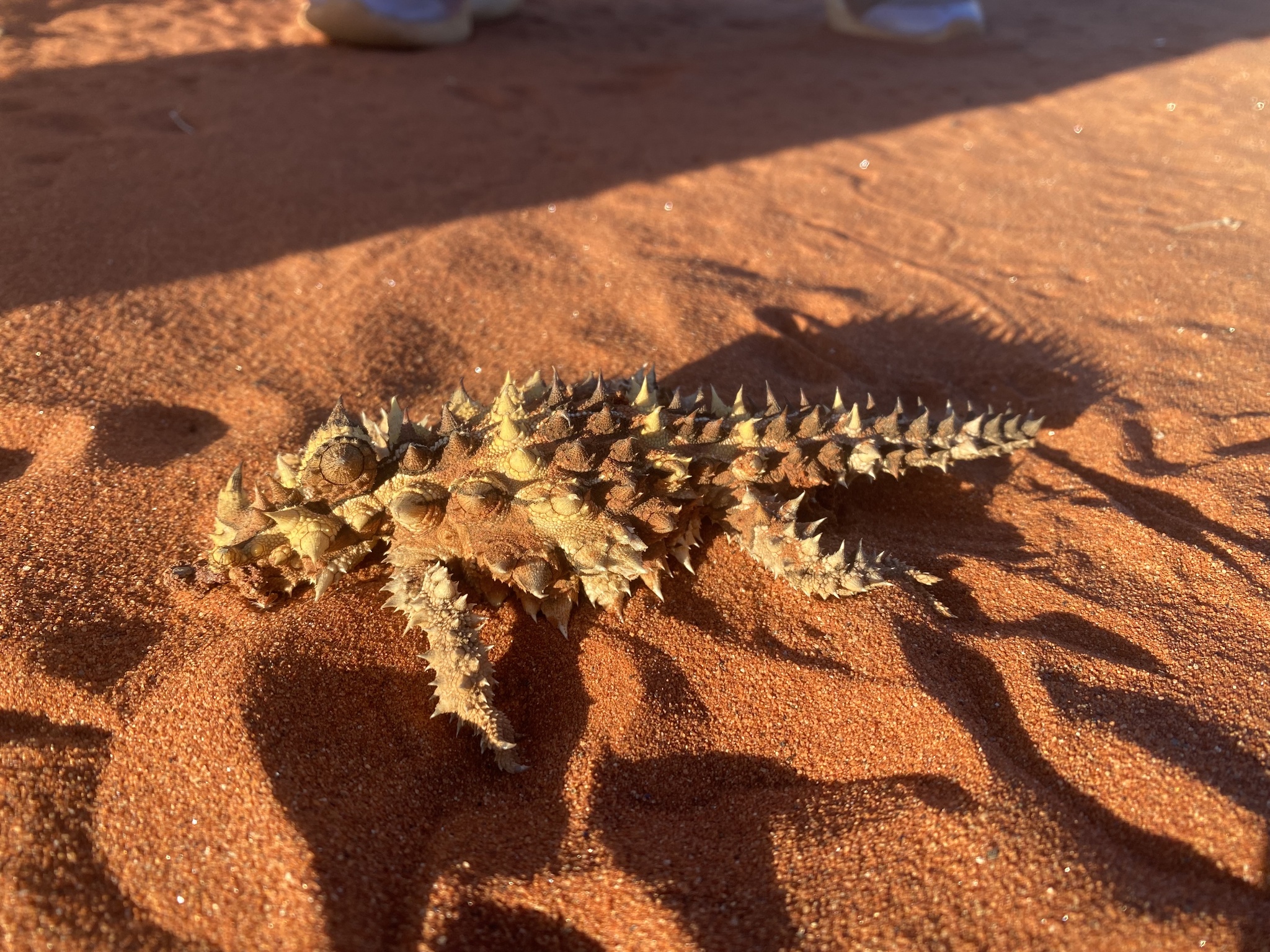 Moloch horridus Gray, 1841