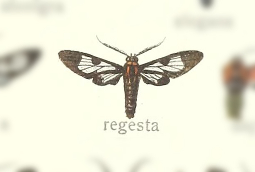 Pheia regesta · iNaturalist
