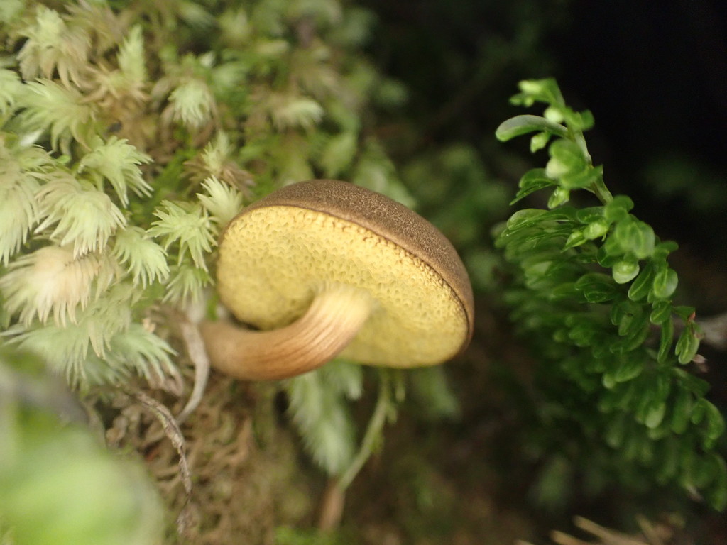 Xerocomus nothofagi from Grace's Stream, Catchpool Valley - Five Mile ...