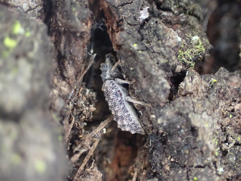 Pristoderus antarcticus from Grace's Stream, Catchpool Valley - Five ...