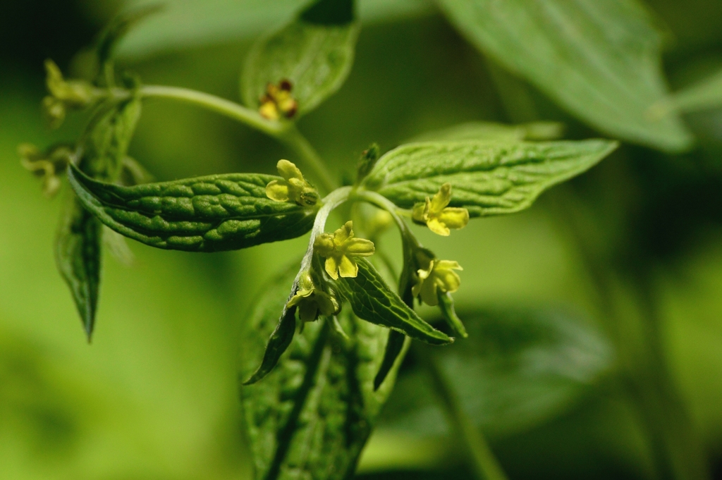 American gromwell (Vascular Plants of Jumpoff Community Land Trust ...